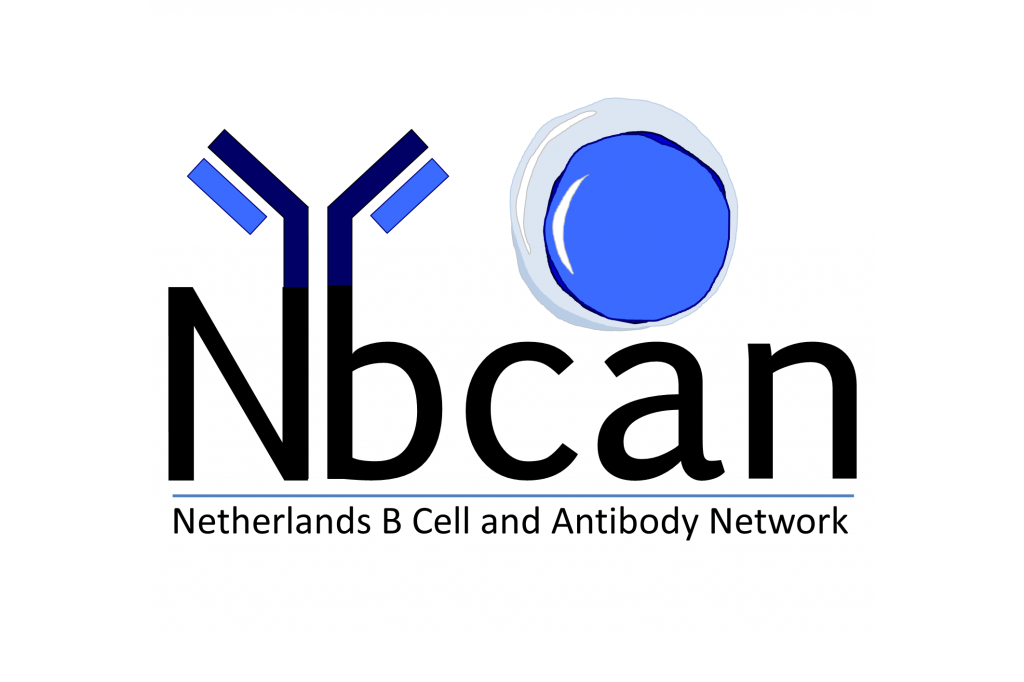 B cellen: soms gaat het mis – Netherlands B-Cell and Antibody Network